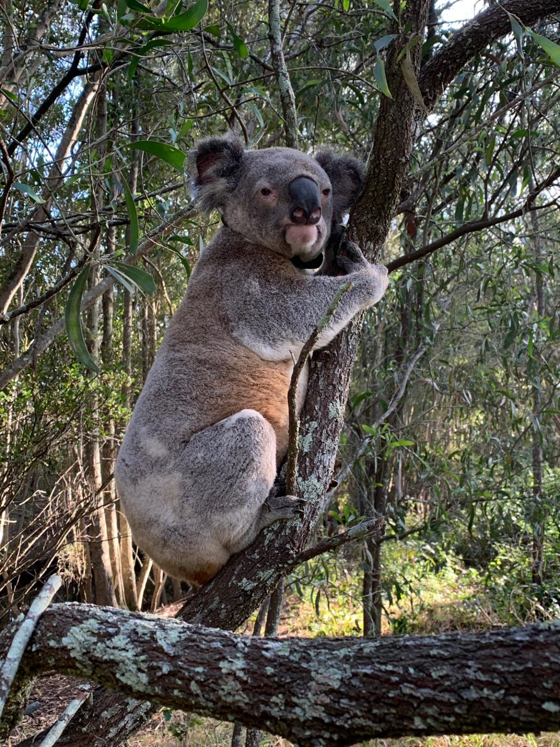 Assessment of Captive and Wild Koala Reproduction - CWRT