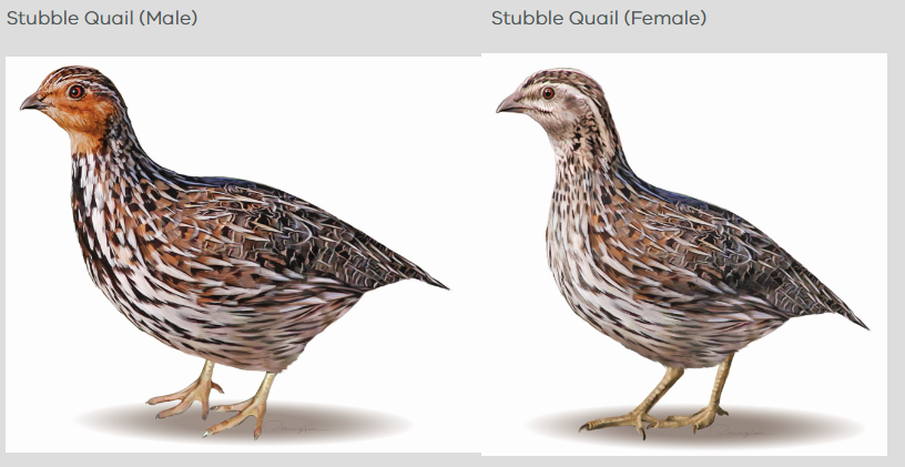 Supporting citizen science: Stubble Quail Survey - CWRT
