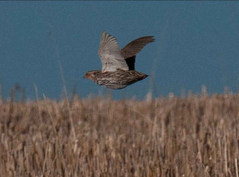 Supporting citizen science: Stubble Quail Survey - CWRT